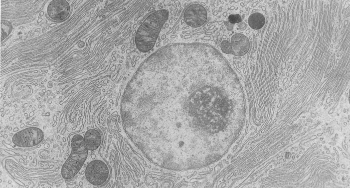 The Cell World: Cell