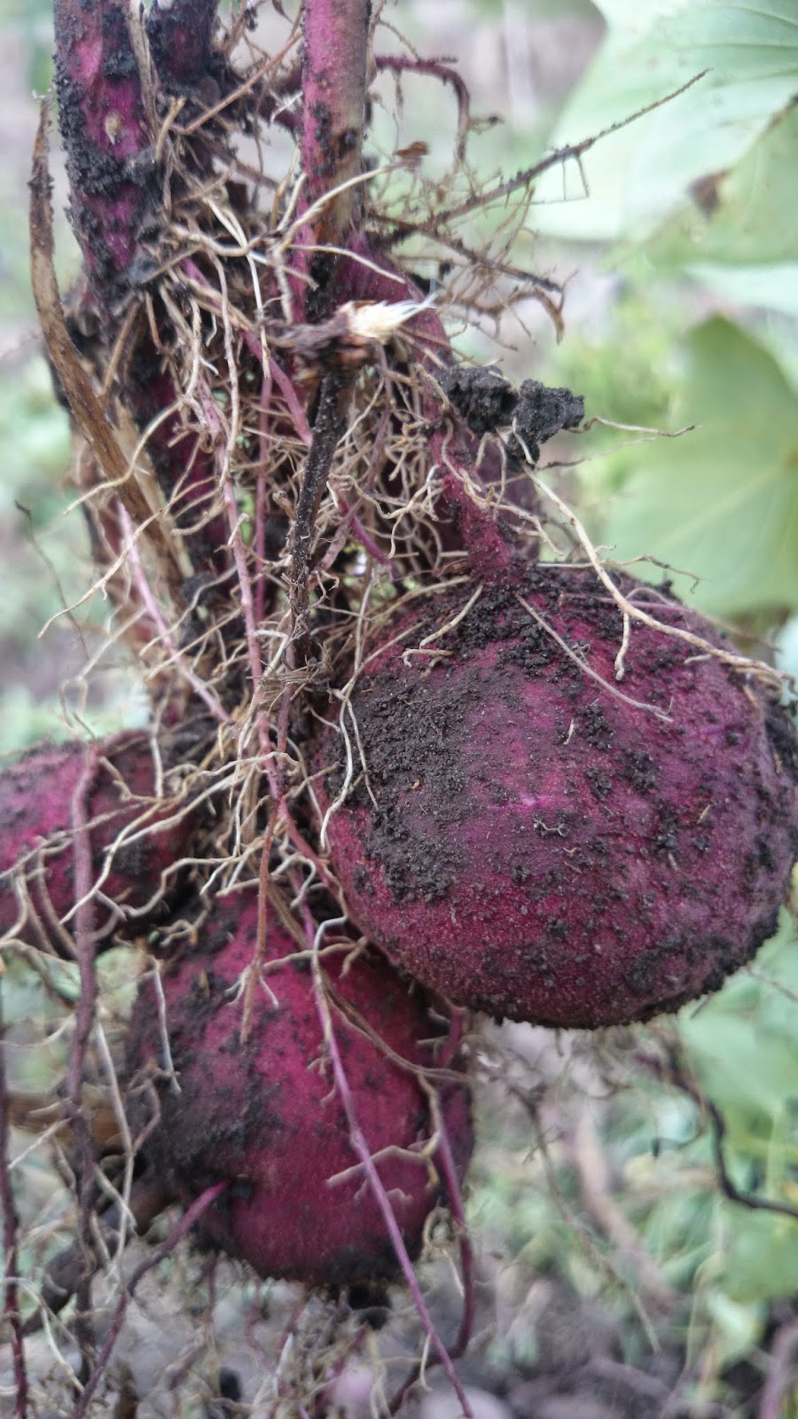 TUAIAN UBI KELEDEK DI KG - Rangkuman Cara Bertanam Lengkap