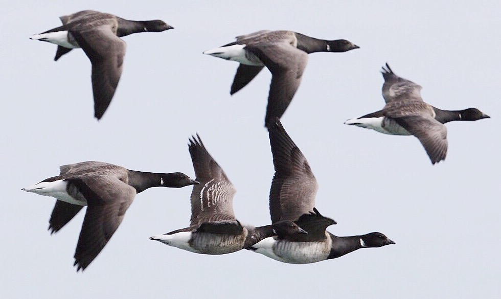 NI Bird Pics: Brent Geese in flight - Mark Elliott.