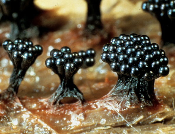 Ultra-Gross: What do you get when you combine slime and mold?