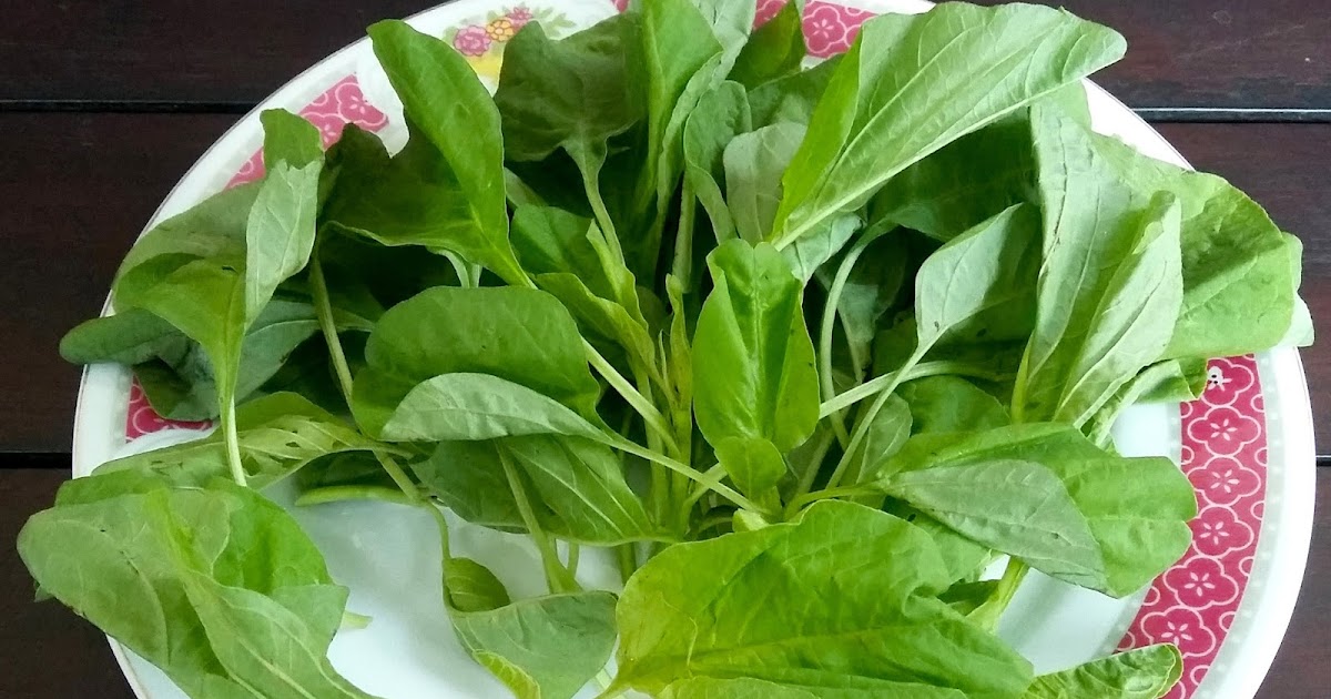 Konsumsi Bayam : Manfaat, Resiko dan Fakta