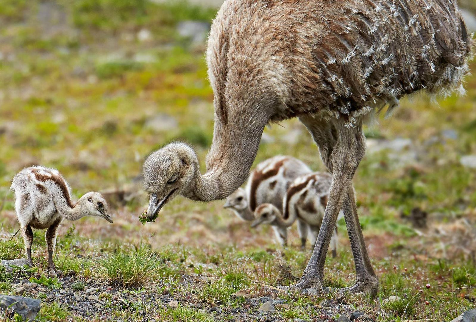 BARRY the BIRDER: Male rhea is a sole provider of up to 50 chicks
