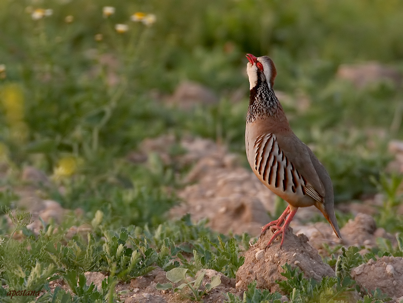 animales ibéricos en la cultura popular: PERDIZ ROJA, LA REINA DE LA ESTEPA