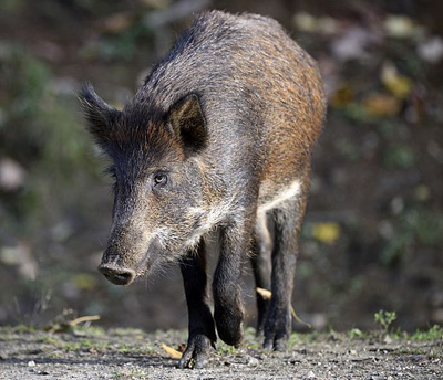 Synapsida: The Pig Family: Wild Boar and the Domestication of Pigs