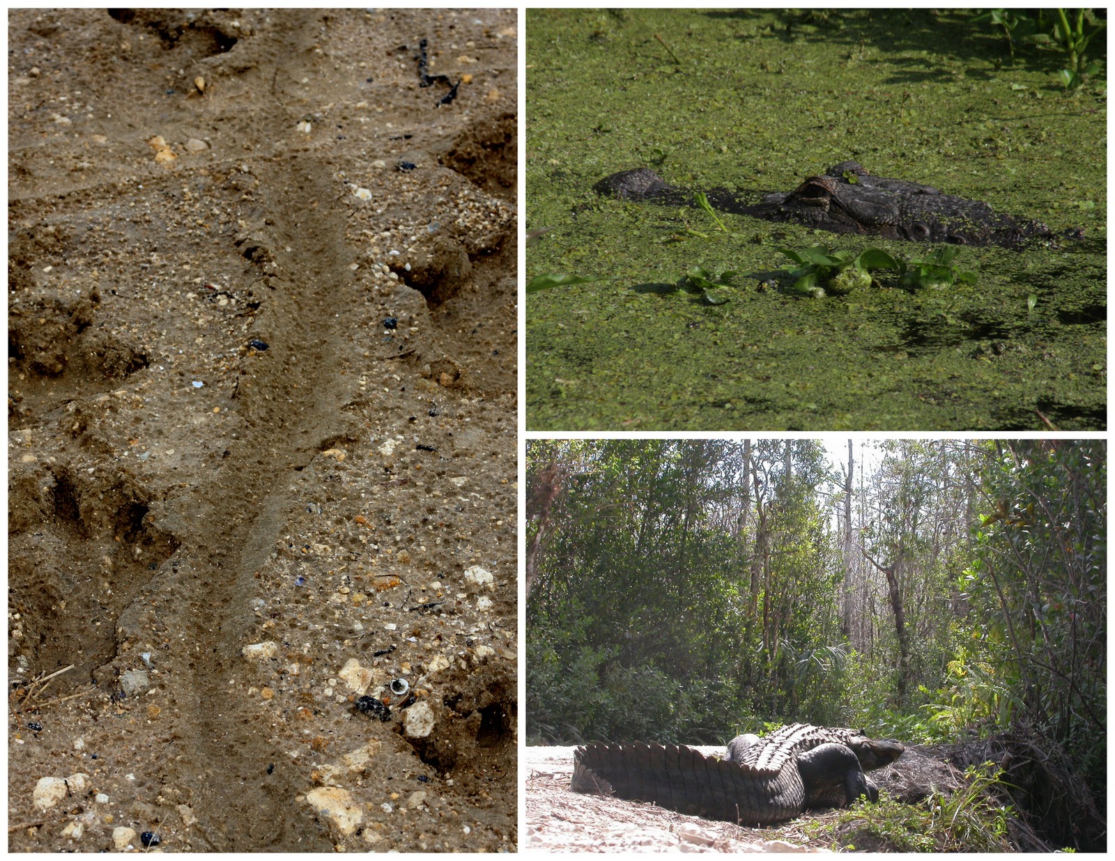 Alligator Tracks