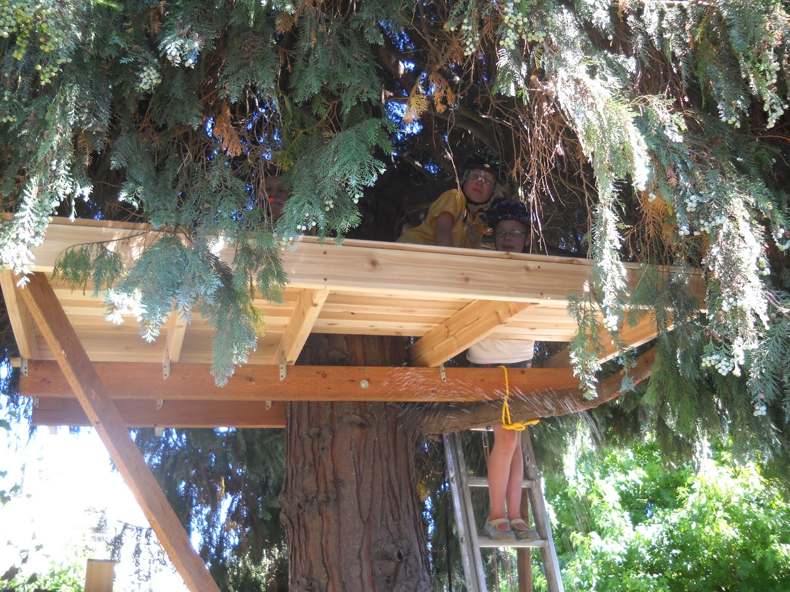 Ison Family Blog: Treehouse in the Cedar Tree!