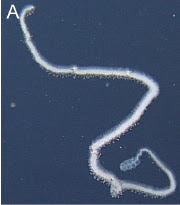 Sciency Thoughts: Two new species of Siphonophore from Monterey Bay ...