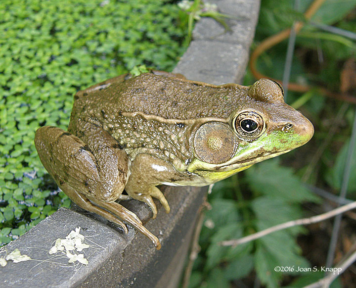 Anybody Seen My Focus?: Green Frogs (Lithobates clamitans) In The Garden