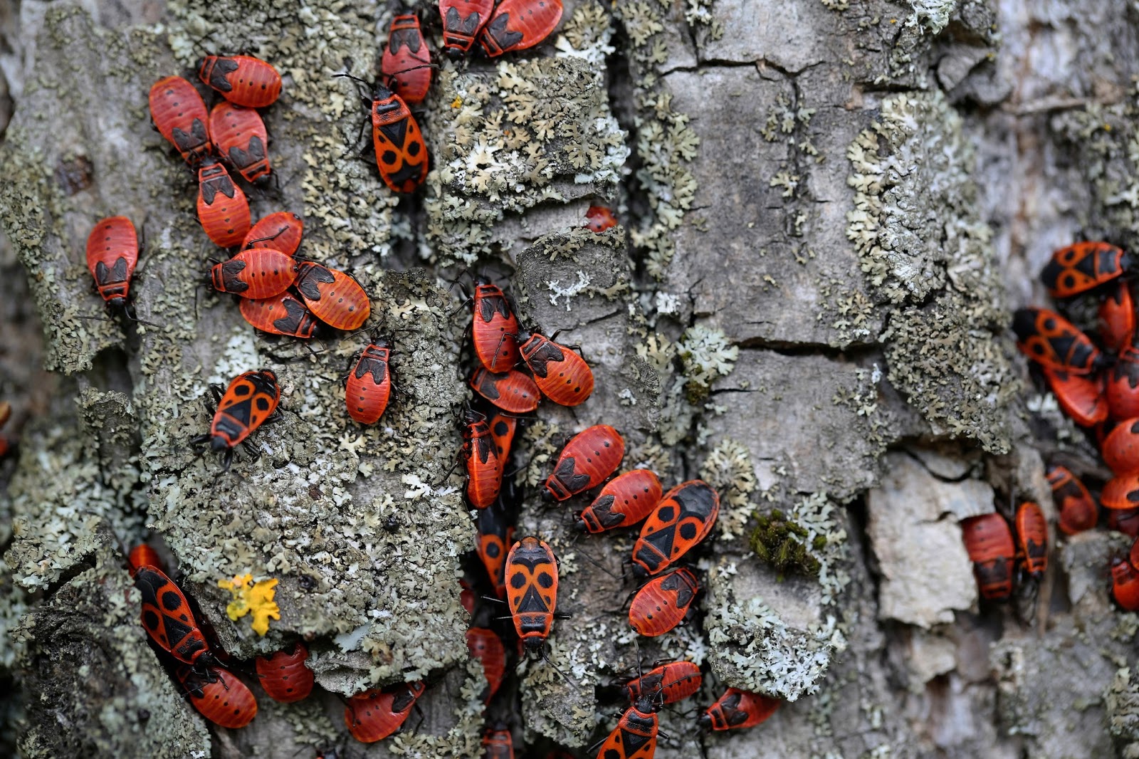 Vikki kuvailee: Punaiset luteet