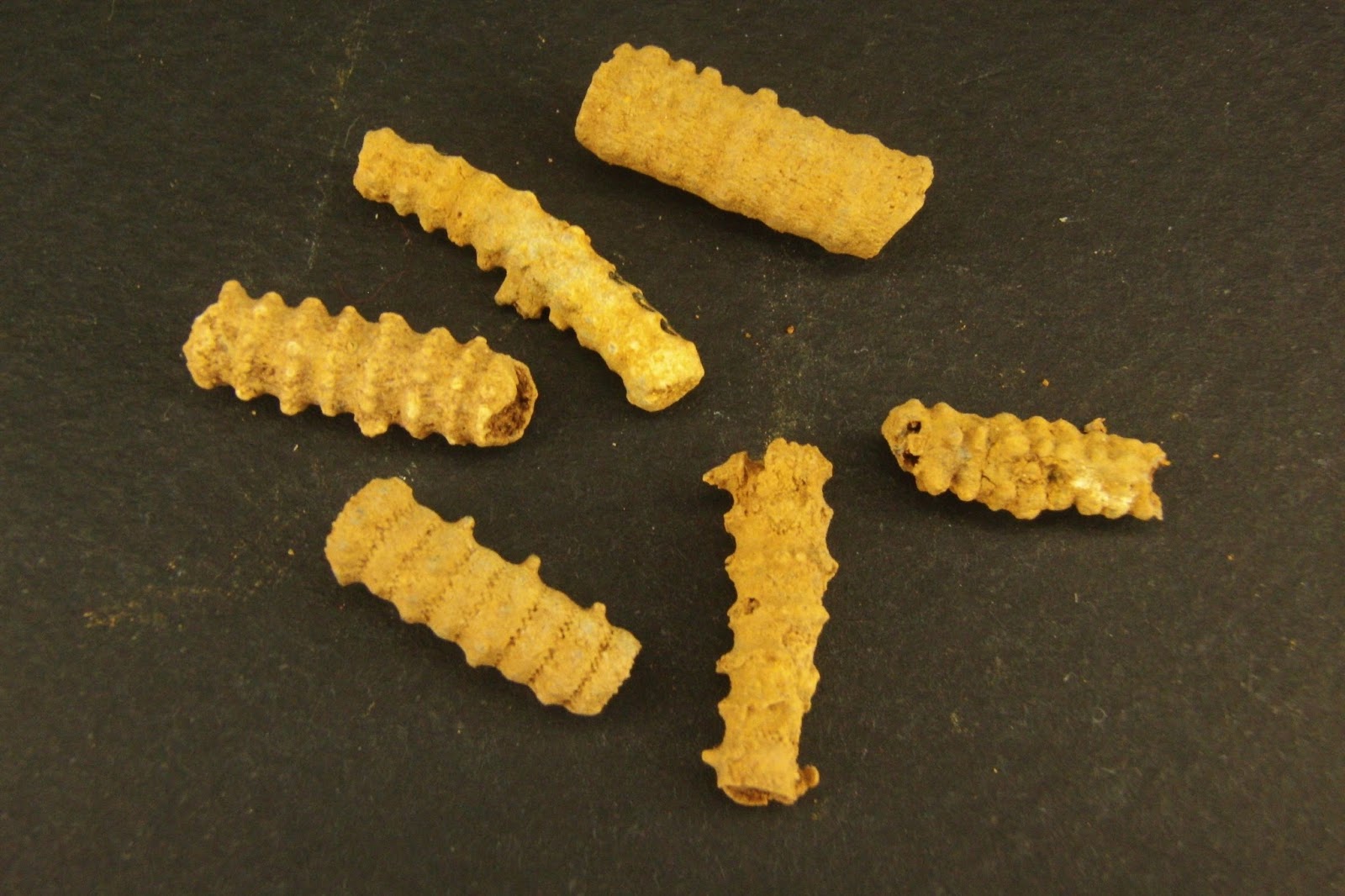 FOSSILES DE CHARENTE-MARITIME ET AUTRES ORIGINES: CRINOÏDES