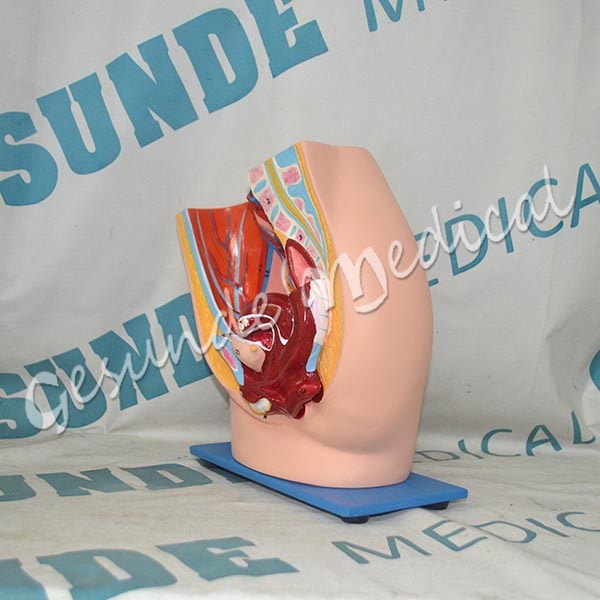 Jual Torso Model Anatomi Pelvis Panggul Wanita/Perempuan - Toko Medis ... Jual Torso Model Anatomi Pelvis Panggul Wanita/Perempuan - Toko Medis ...