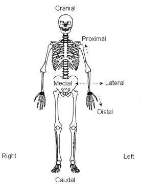 Perkenalan Anatomi - Catatan Mahasiswa FK