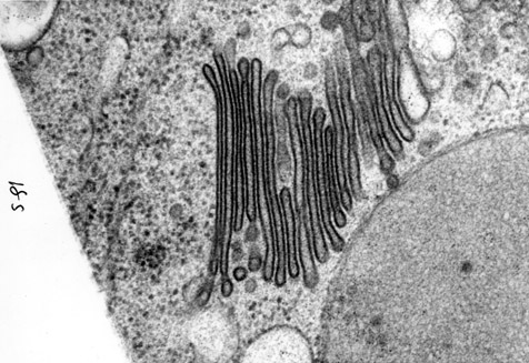 A Biologia da Célula: Complexo Golgiense