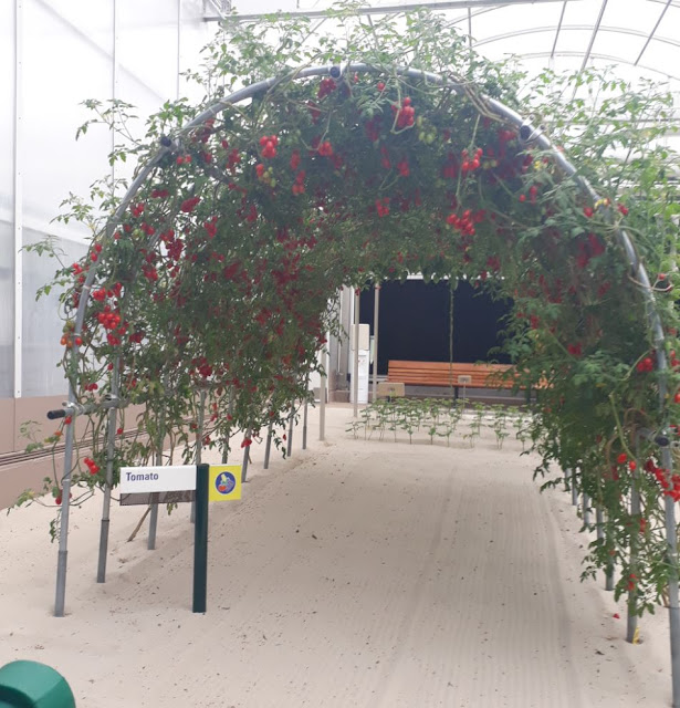 The Rides and Attractions of EPCOT - A review