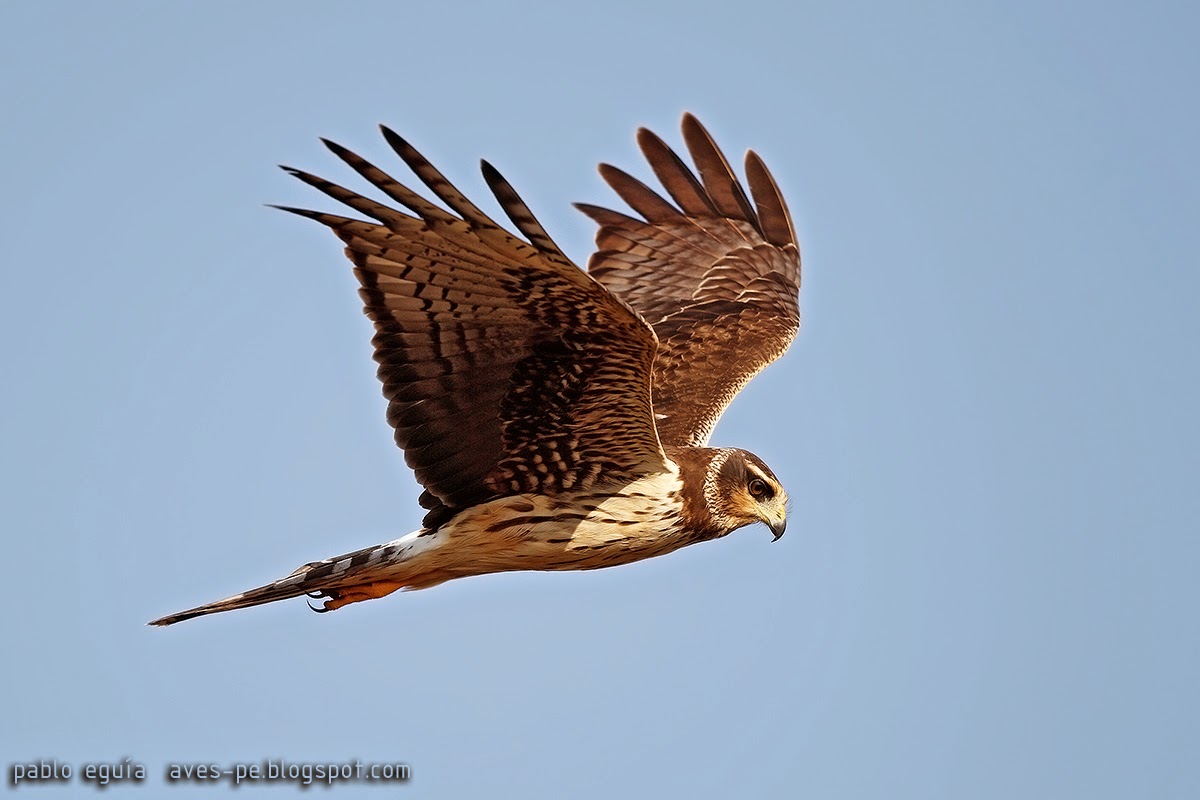 mis fotos de aves: Circus buffoni Gavilán Planeador Long-winged Harrier