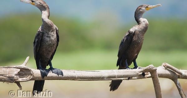 Argentina nativa: Bigua (Phalacrocorax brasilianus)