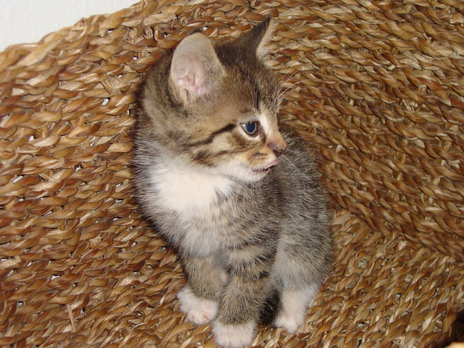 Kattekillinger til salg