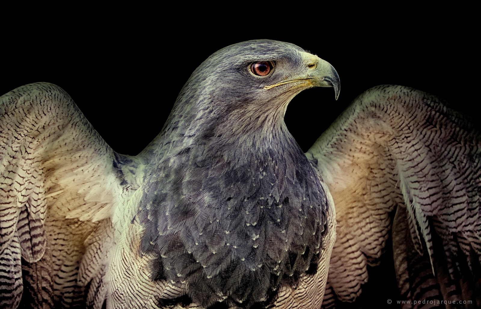 Animal Portraits by Pedro Jarque Krebs