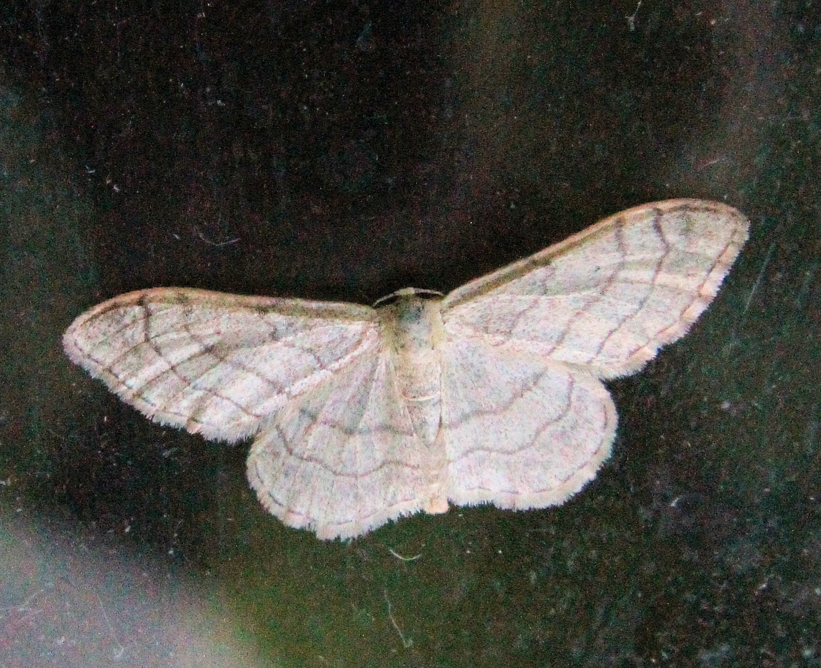 Birding with Flowers: June Moths