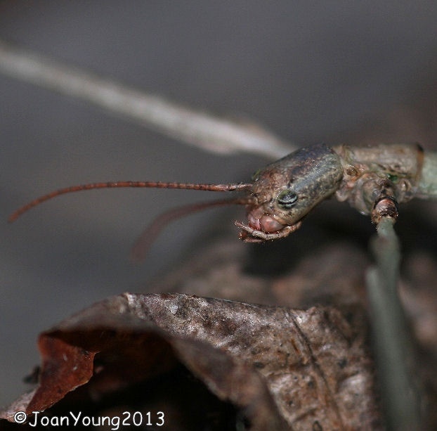 South African Photographs: Stick Insect - Heteronemiidae Sp