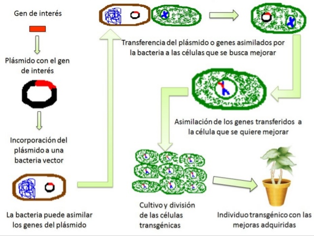 Biología y Geología: Organismo Transgénicos.