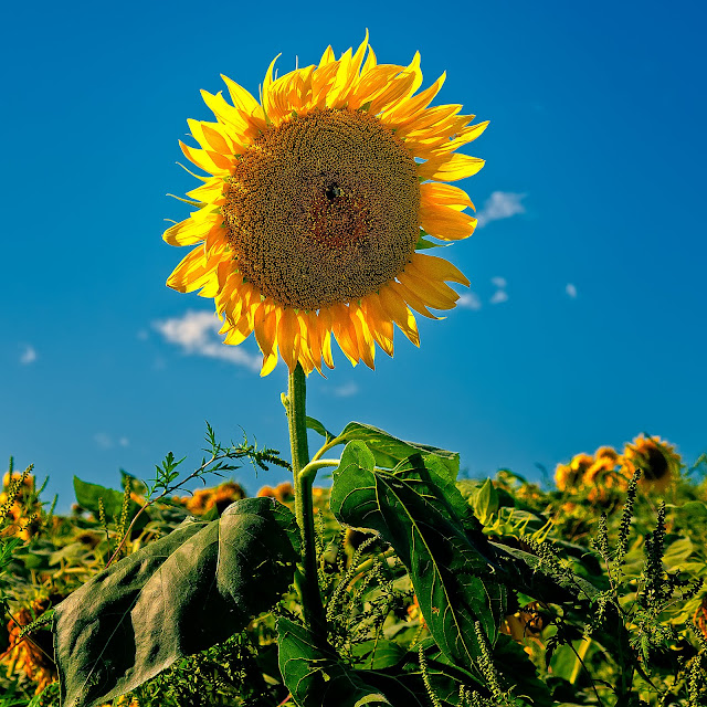 JP BRANDANO: FLORIDA'S FINE ART PHOTOGRAPHERS: PHOTOGRAPHING FLOWER ...