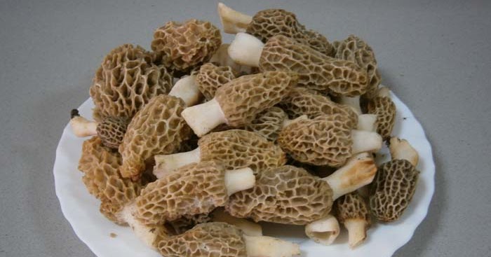 Poemas y más: La toxicitat de las Múrgoles