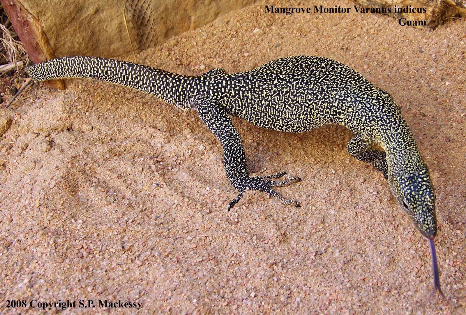 Jenis - Jenis Varanus ( Genus Varanidae ) di Dunia: Jenis - jenis atau ...