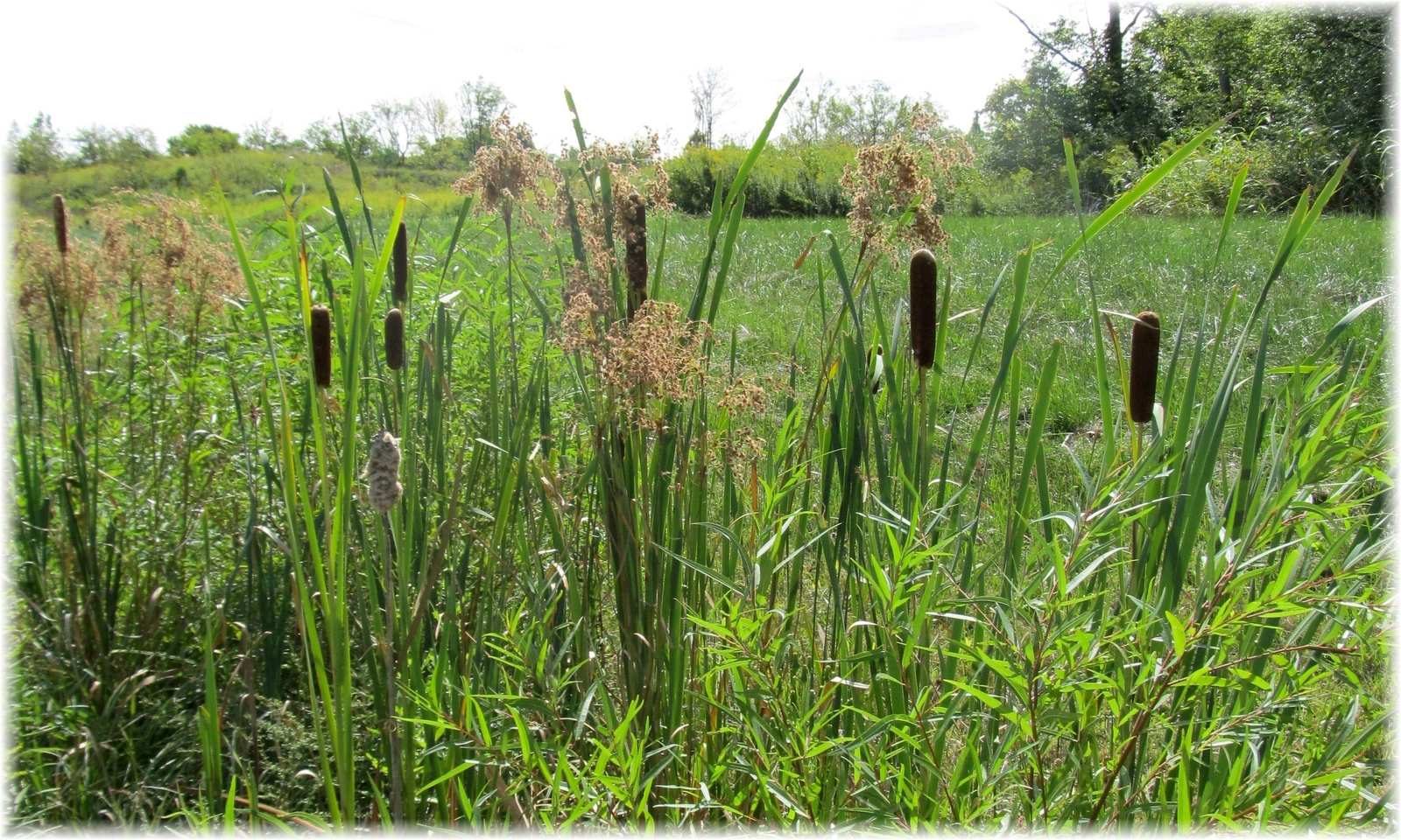 The Blue Iris: Cattails