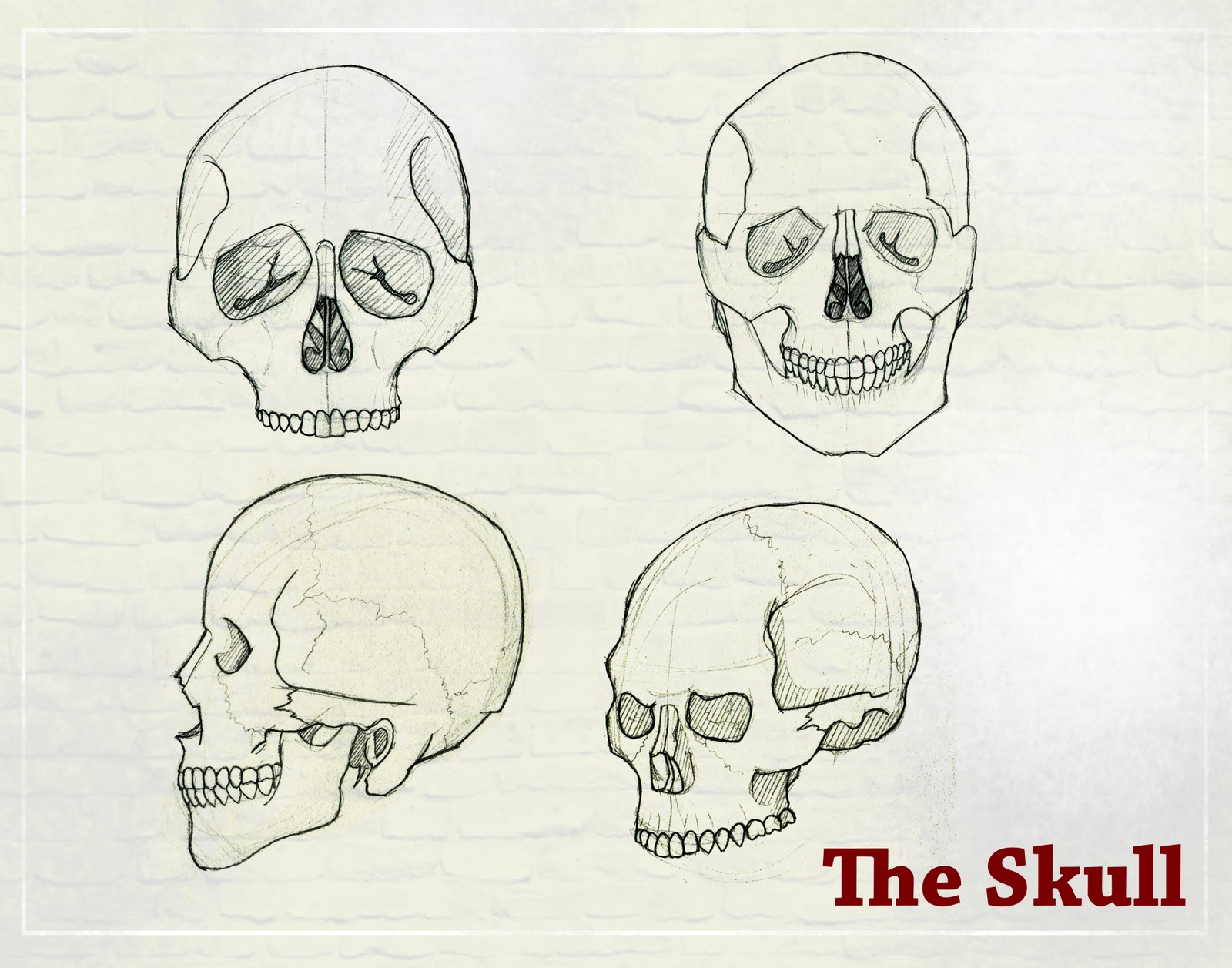 Advanced Drawing Techniques: Drawings of the Skull