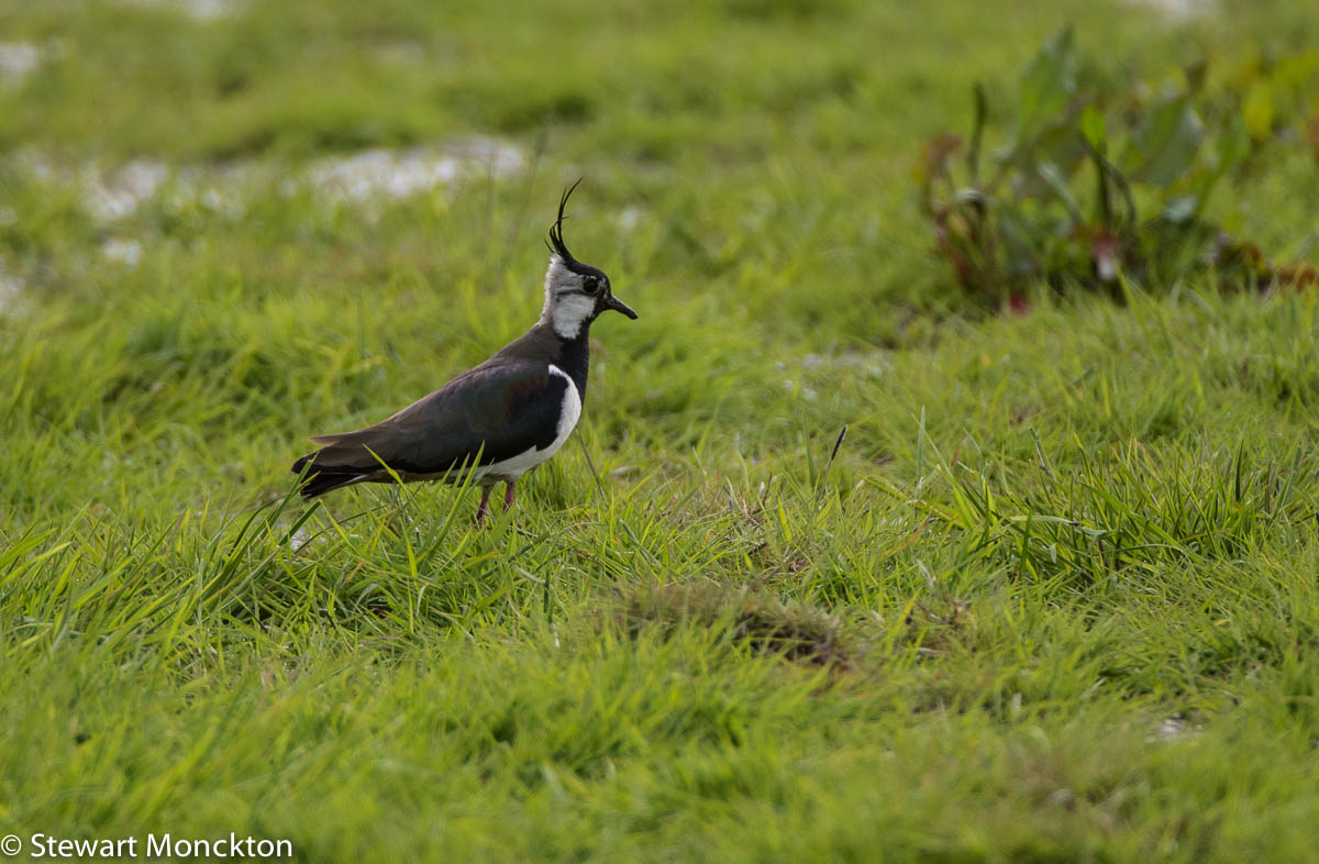 Paying Ready Attention - Photo Gallery: Wild Bird Wednesday 207 - Lapwing