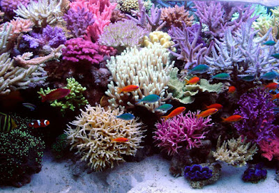 Maredolce: I Coralli del Mediterraneo