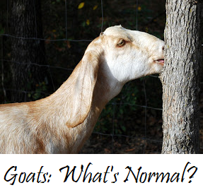 Goats - What's Normal? - Oak Hill Homestead