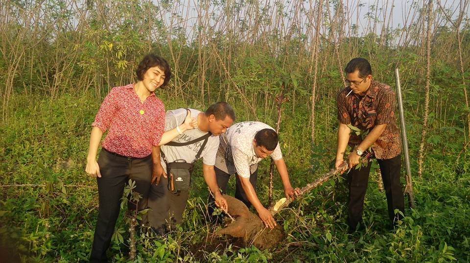 Jual bibit Ubi Gajah: Jual bibit Ubi / Singkong Gajah di MEDAN produksi ...