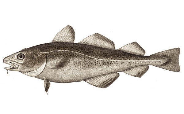 Atlantic Cod - Fishes World - HD Images & Free Photos