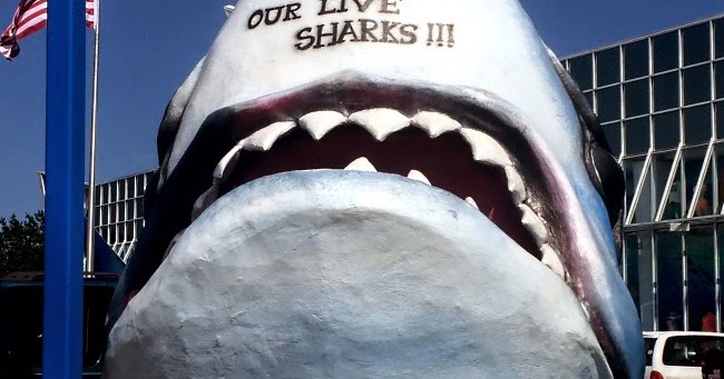 Bob Duato Clear Channel Shark (Murrells Inlet, SC) | Strange Carolinas ...