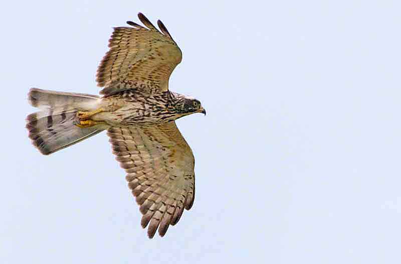 Ryukyu Life: Sashiba (サシバ) Grey-faced Buzzard Eagle in Flight