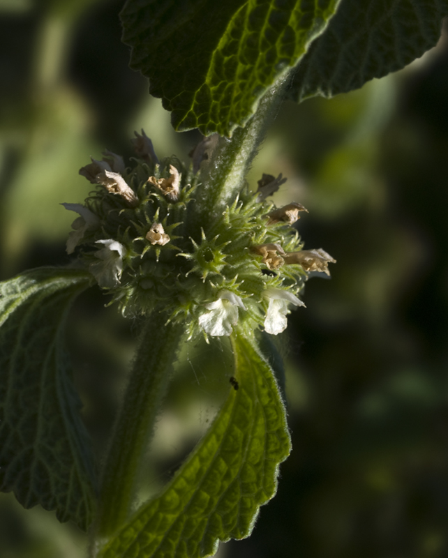 Paseos por la naturaleza: Marrubium vulgare. Marrubio.