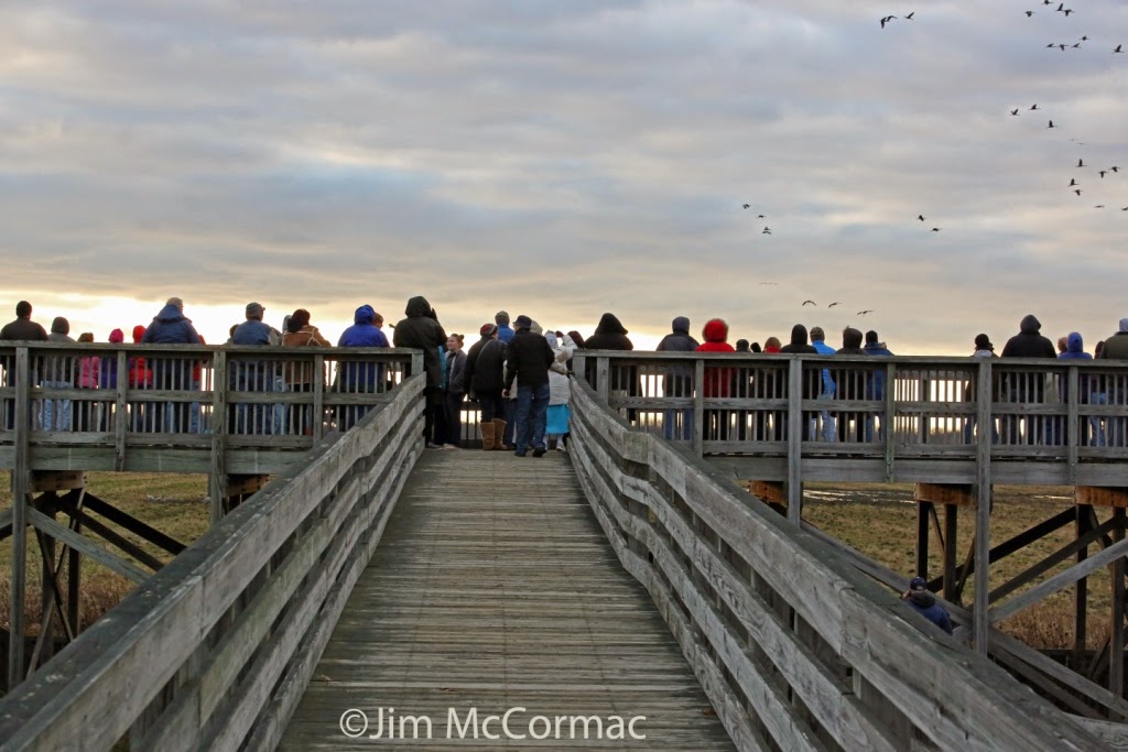 Ohio Birds and Biodiversity: Sandhill Cranes at Jasper-Pulaski