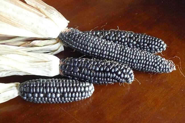 Consultoria Experta en negocios de Agricultura, Ganaderia y Forestales ...