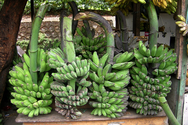 Mengenal lebih dekat serta khasiat untuk kesehatan dari PISANG BATU ...