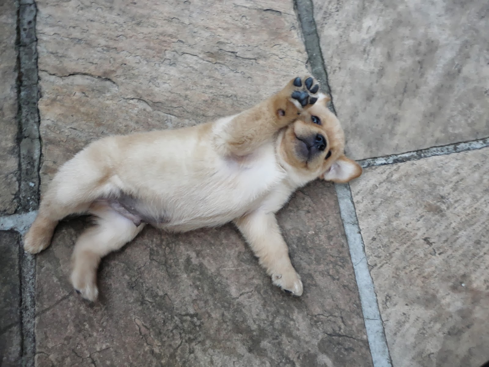 Família Labrador: Último Filhote Macho Caramelo