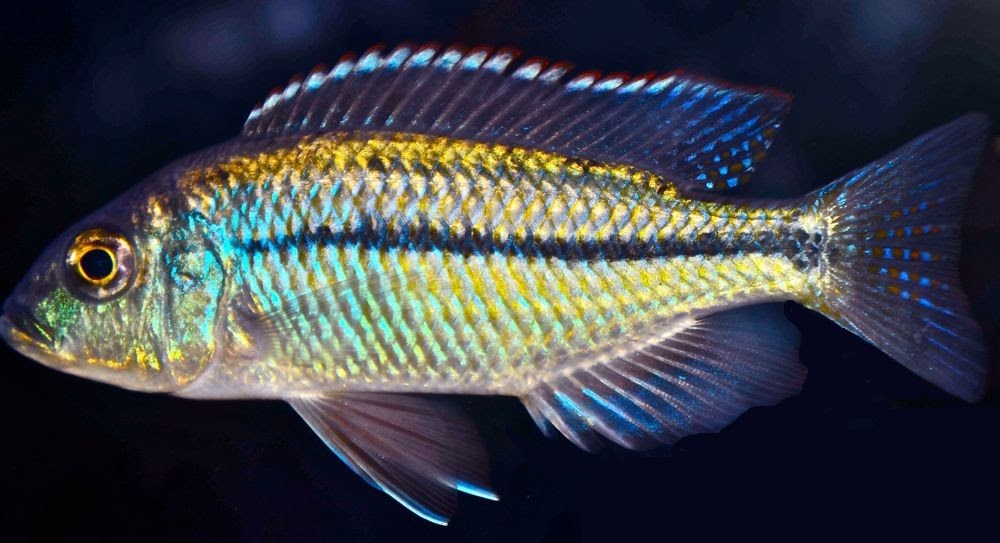 Alma d'Água: Peixes / Perciformes / Cichlidae / Malawi / Haplochromideos