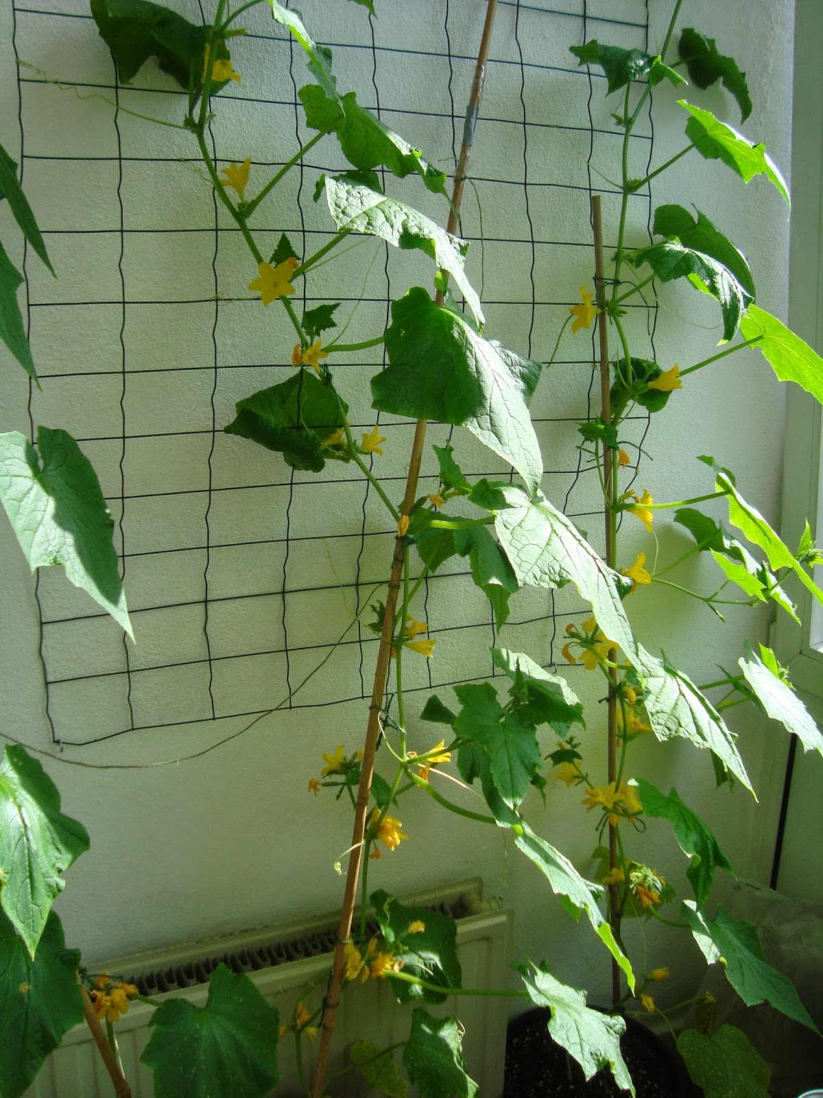 MiniTuinders: mei 2014