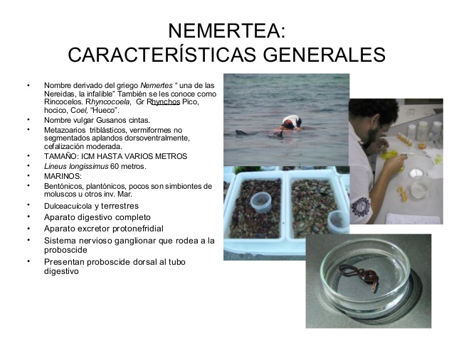 Info animales: PHYLUM NEMERTEA O RHYNCHOCOELA