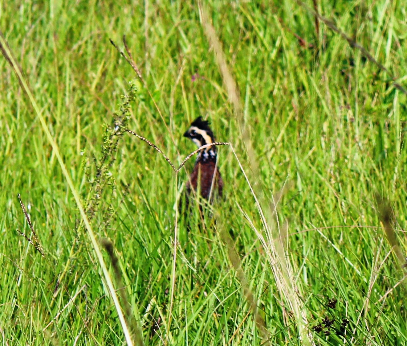 Take Another Road: Hunting and Fishing Babcock Ranch