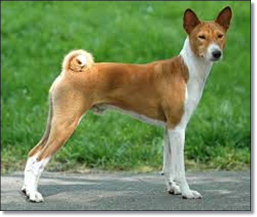 The Pet Tree House - Where Pets Are Family Too : Basenji - Known as The ...