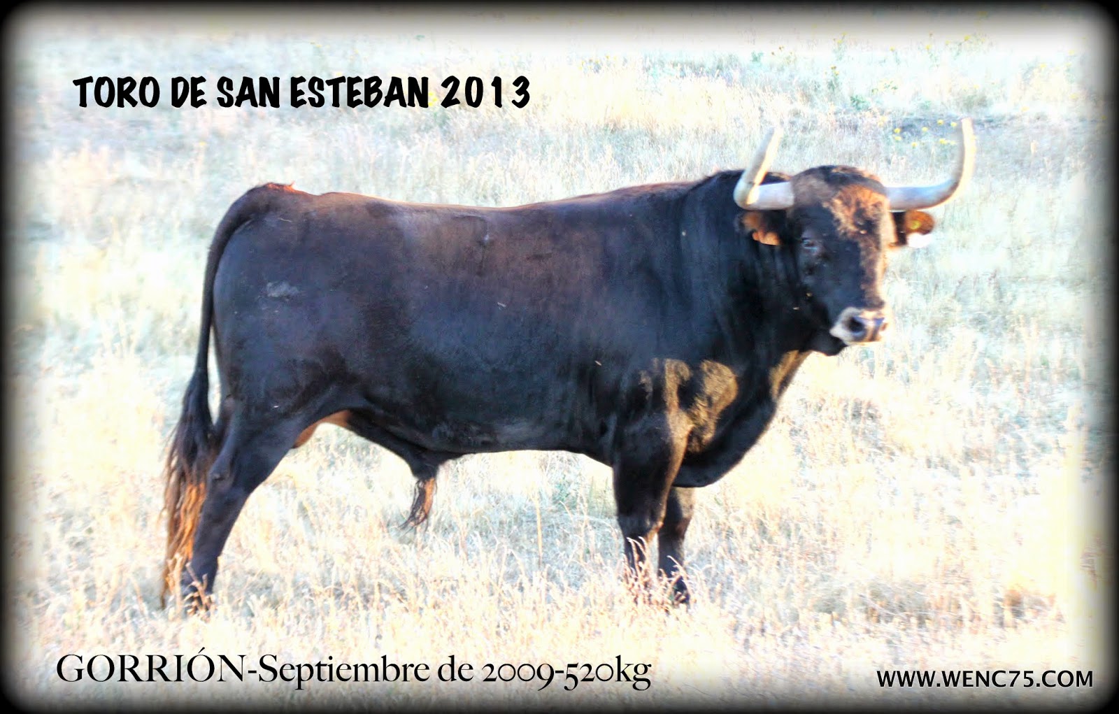 WENC75: VISITA A LA GANADERIA DE VICTORIANO DEL RIO