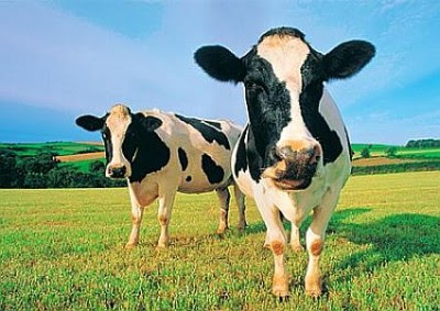 All About Wild Life Information: Cow Info and Pictures
