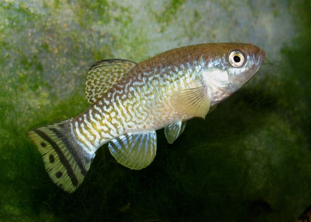 Nature alerte: 03/07/2012...Jordanie, Plusieurs poissons d'eau douce ...